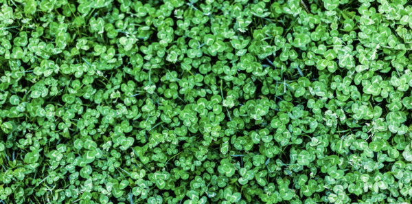 Clover Lawn Benefits: How to Grow and Care the Organic Way